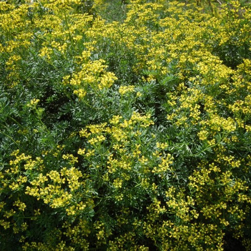 Díszit és gyógyíthat is a kerti ruta - Hajraegeszseg.hu